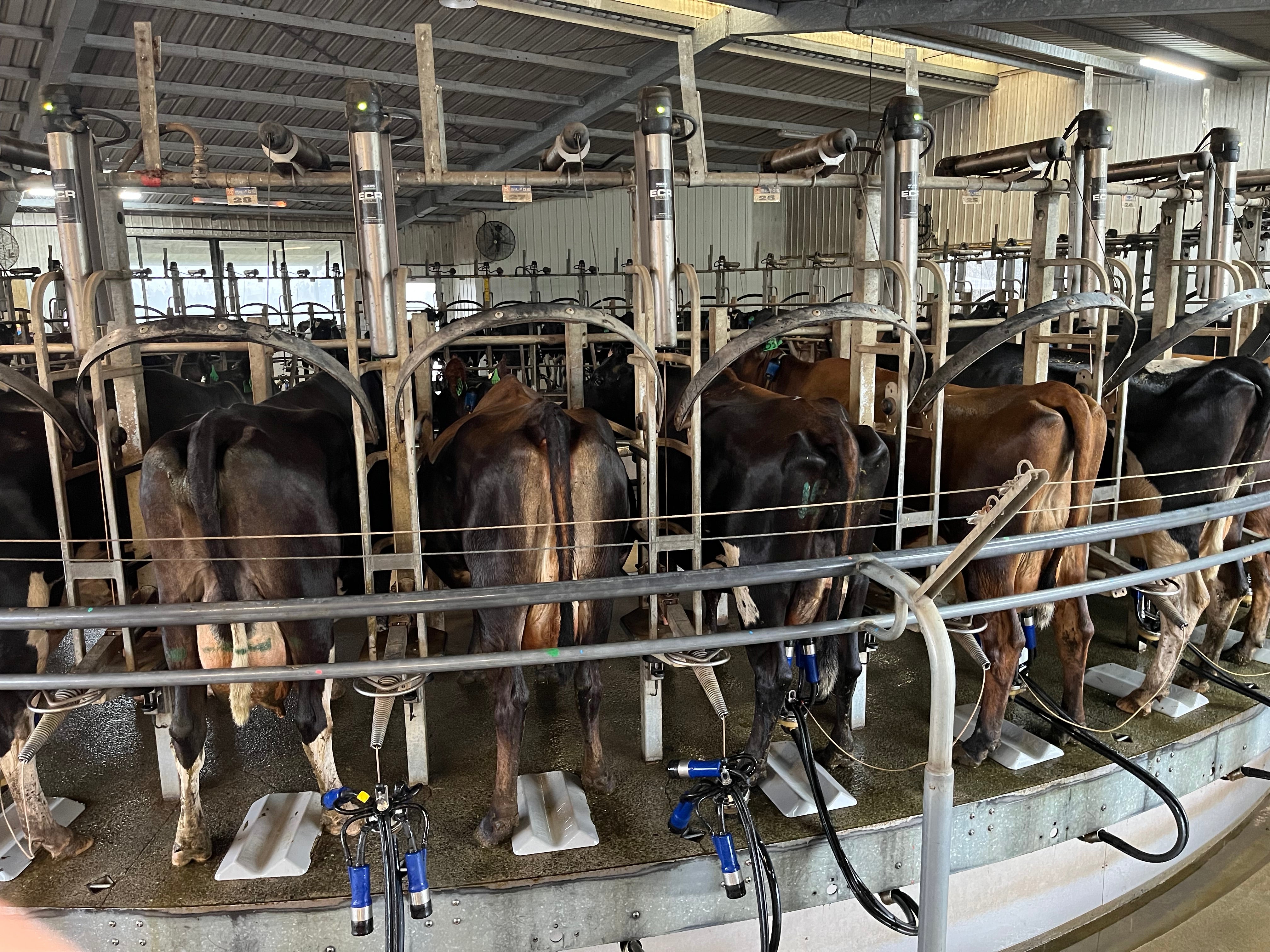 Paeroa farmer drops SCC from 380,000 to 85,000 with Farm Medix Herdscreen